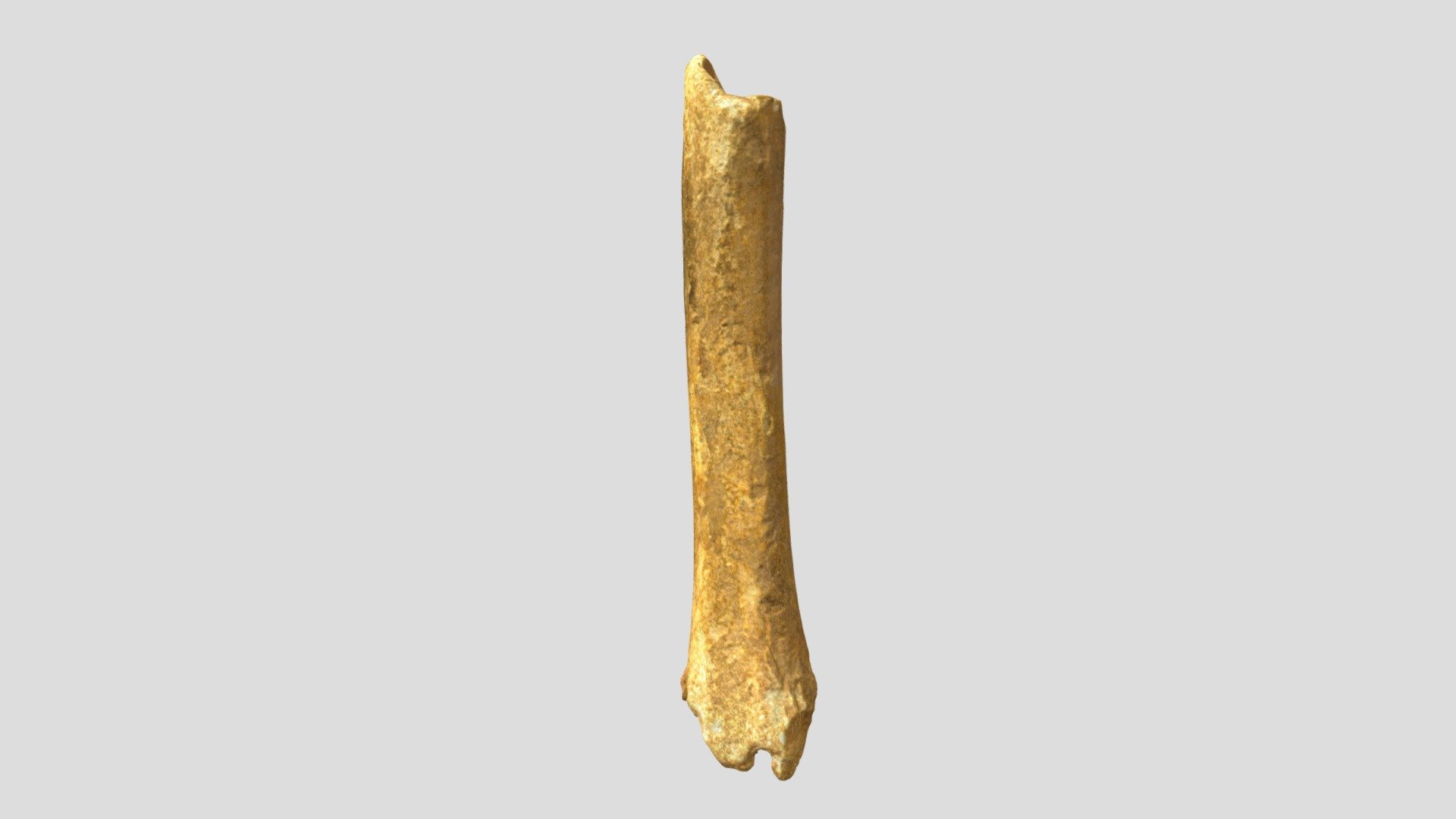 Pig Bone (VCU_3D_2852) - Download Free 3D model by Virtual Curation Lab ...