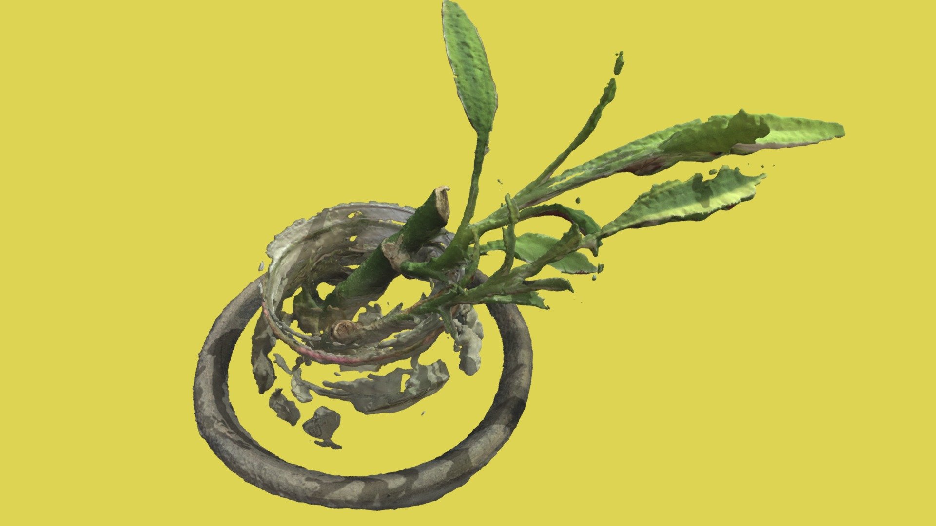 Small Plant | photogrammetry - Download Free 3D model by Emiliusvgs ...