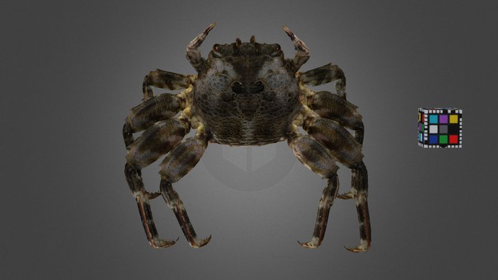 Scaly 3D models - Sketchfab