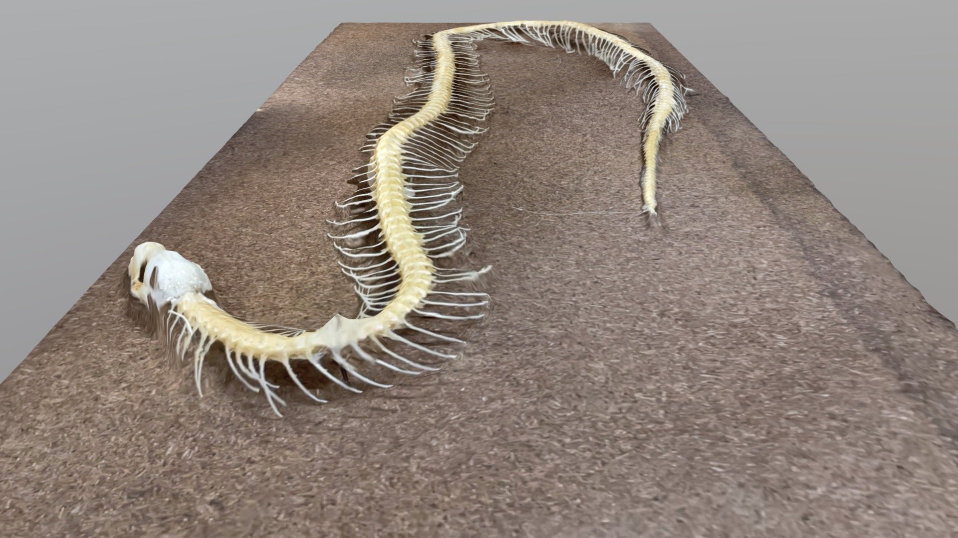 Squelette serpent - Download Free 3D model by Tavernier Amaury ...