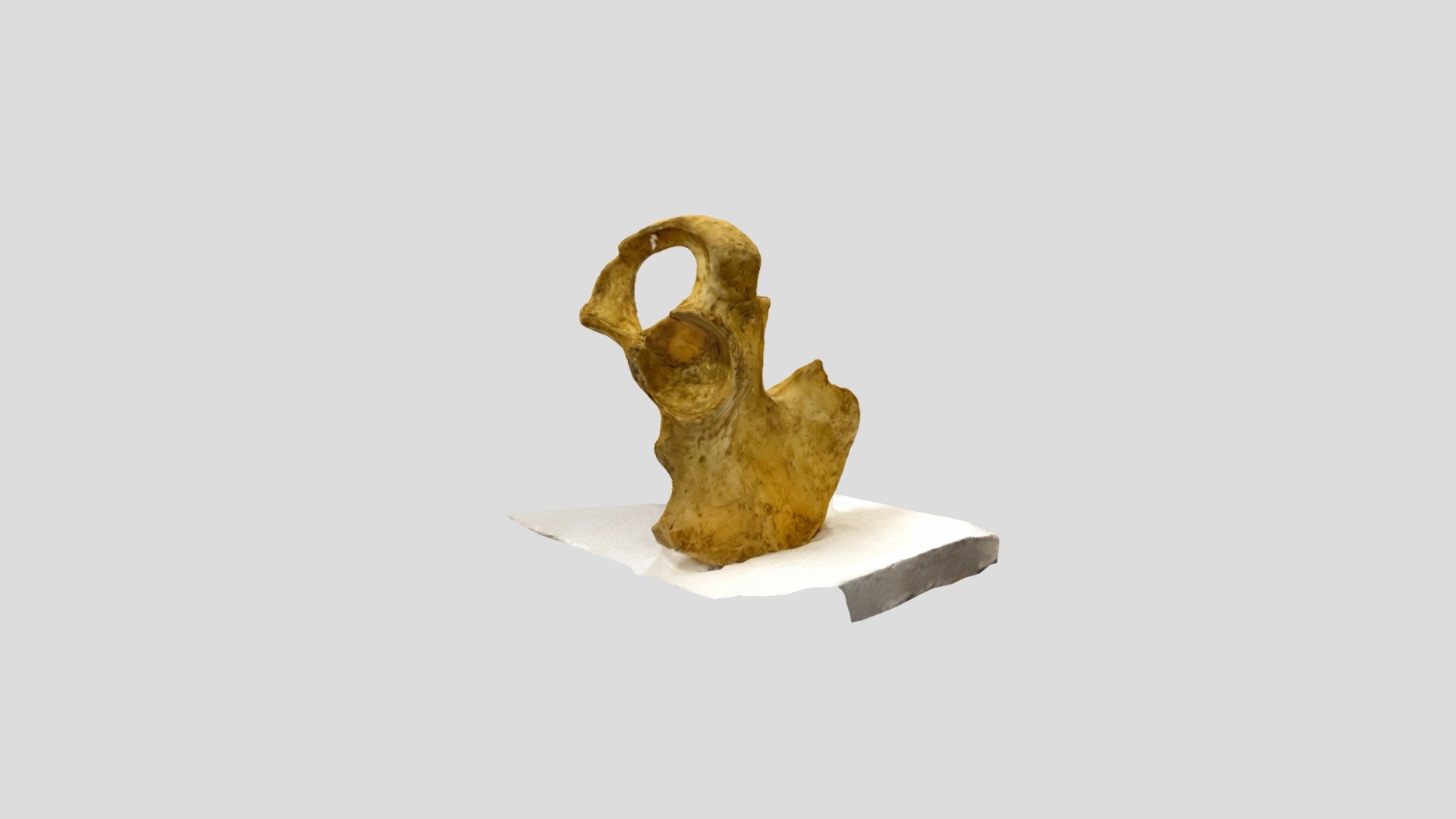 Ischium - 3D model by prajjawalit [9d23944] - Sketchfab