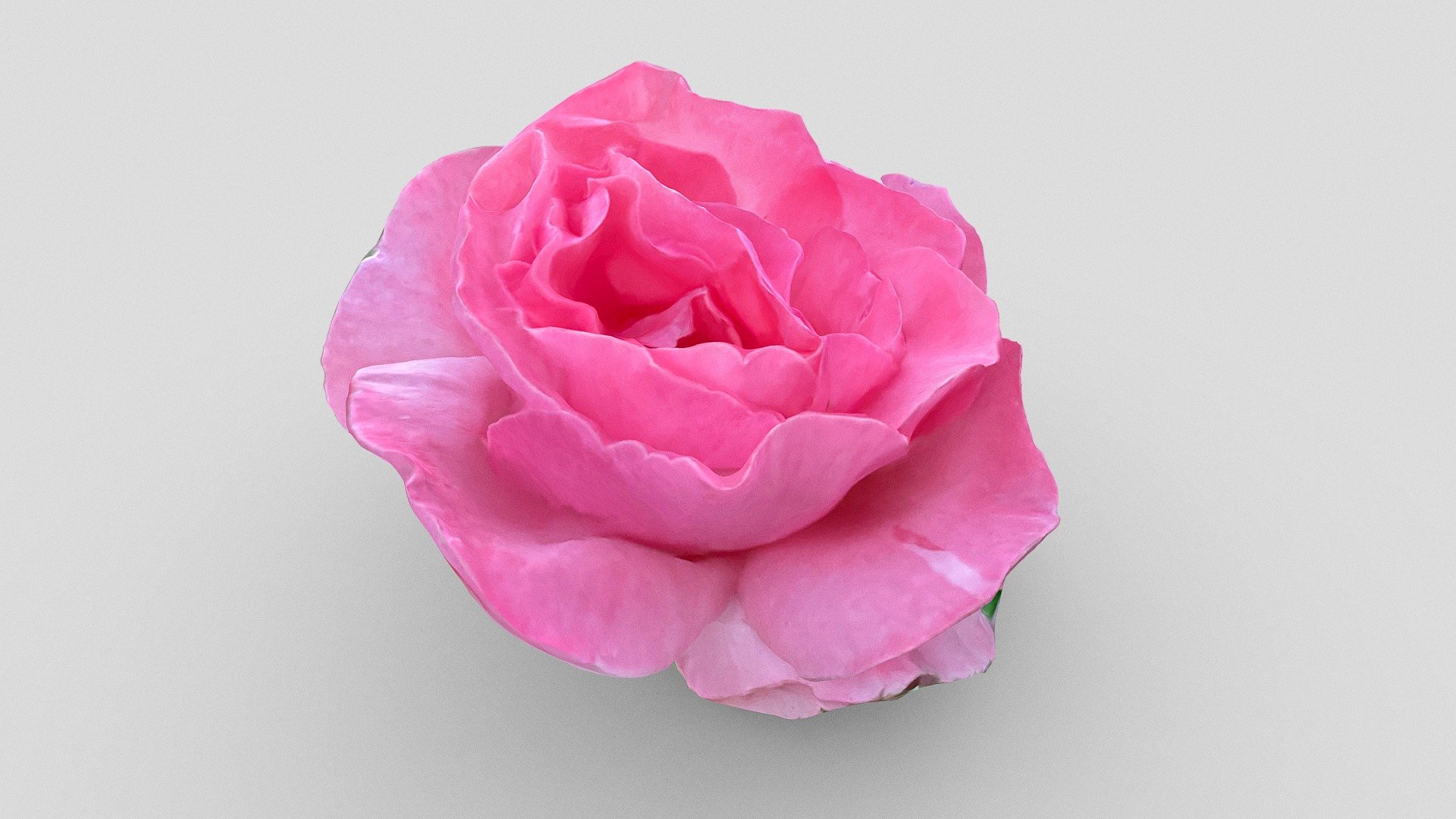 Pink rose (2) - Download Free 3D model by Emm (@edemaistre) [9d28788 ...