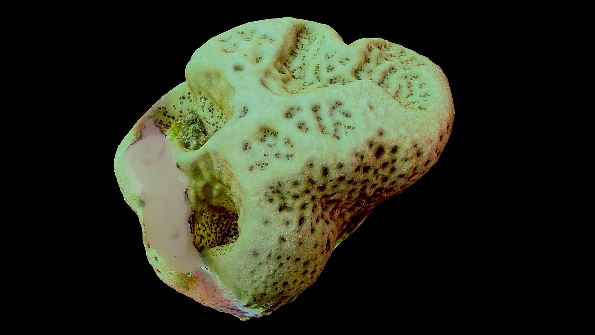 #46: Geodia neptuni - Download Free 3D model by Lauren Olinger PhD (@l ...