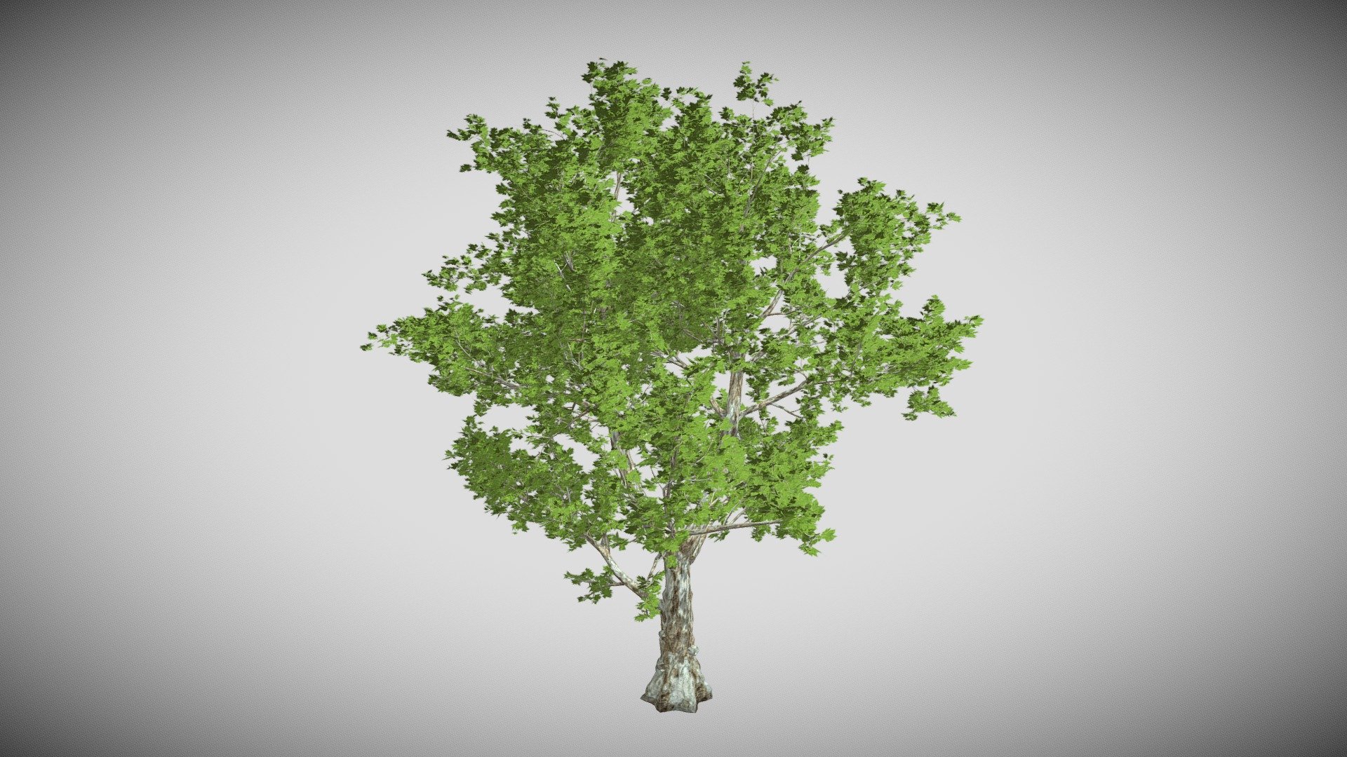 London Plane Tree - Buy Royalty Free 3D model by DATEC_Studio [9d2a2fe ...