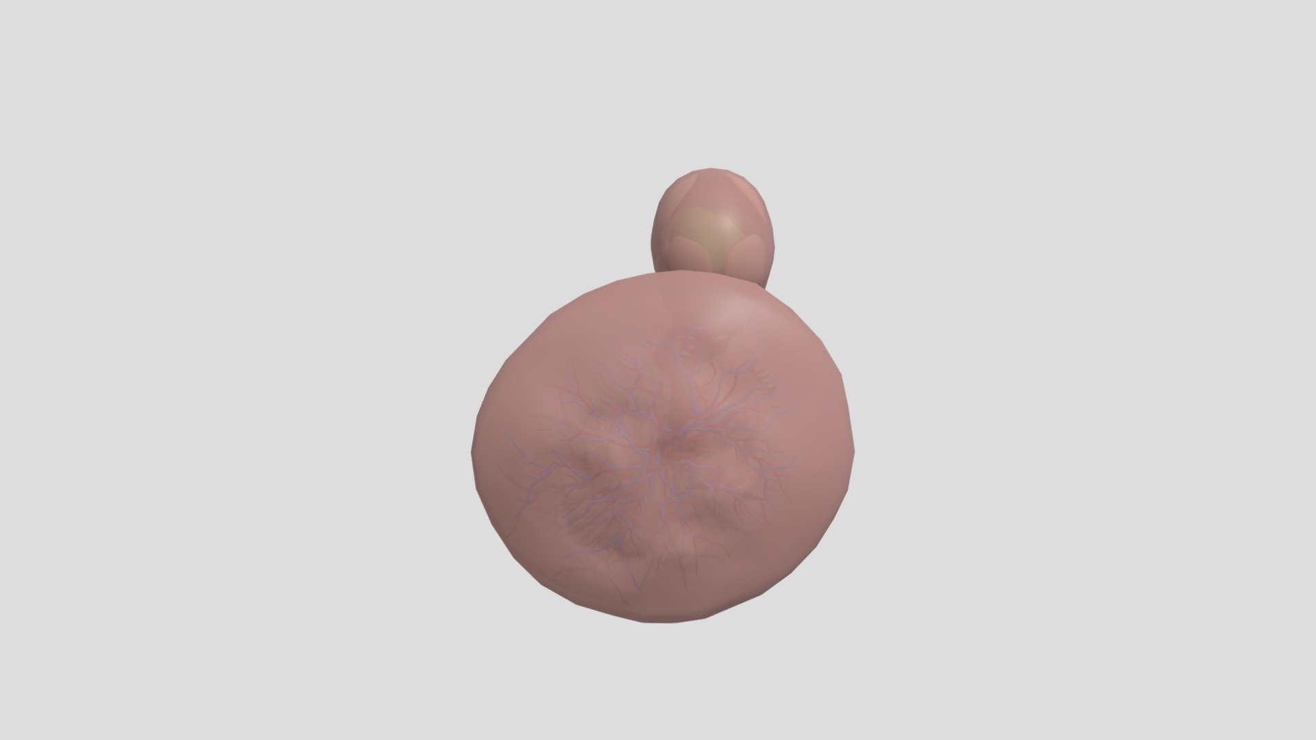 10_weeks_fetus_male - 3D model by Wintages [9d2da48] - Sketchfab