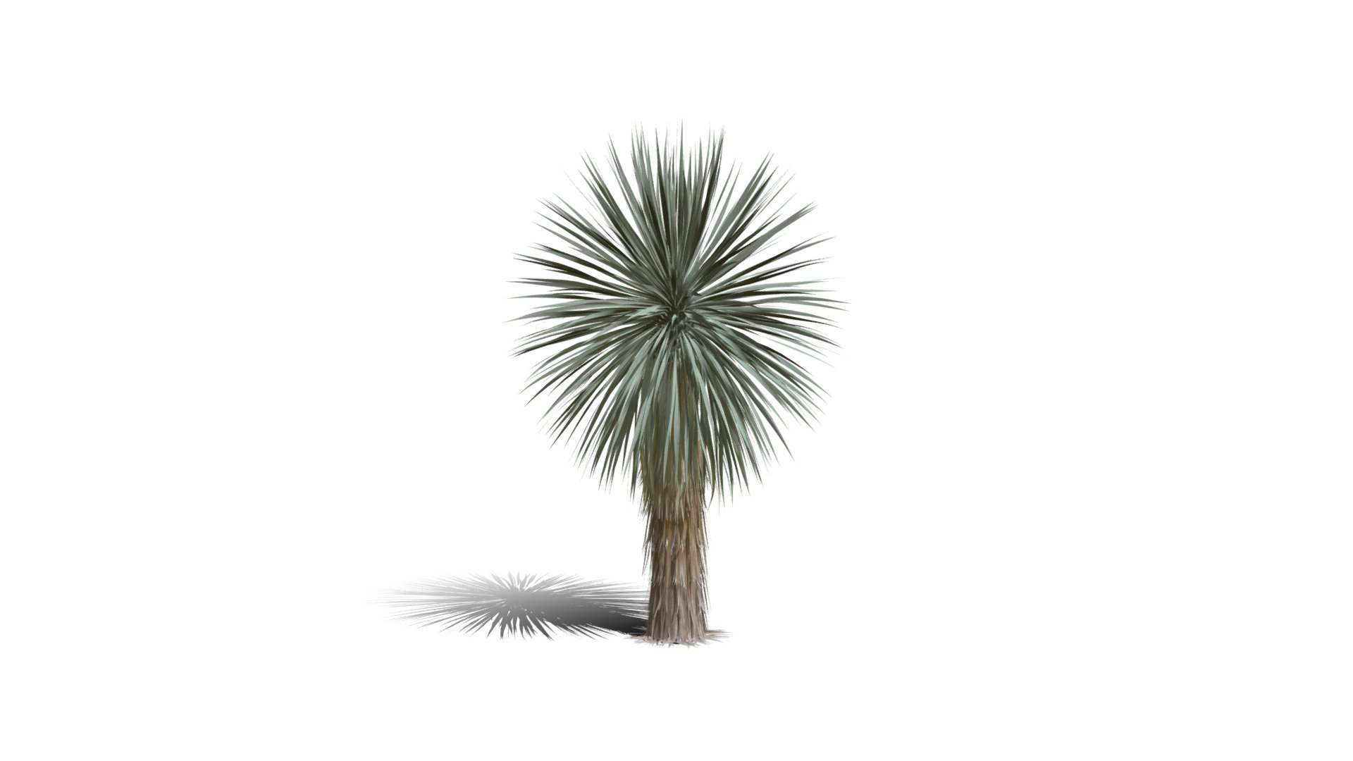 Realistic HD Beaked yucca (18/30) - Download Free 3D model by ...