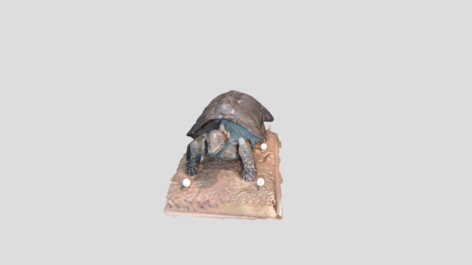 Turtle - 3D model by Georgios Trichopoulos (@gtricho) [9d3233f] - Sketchfab