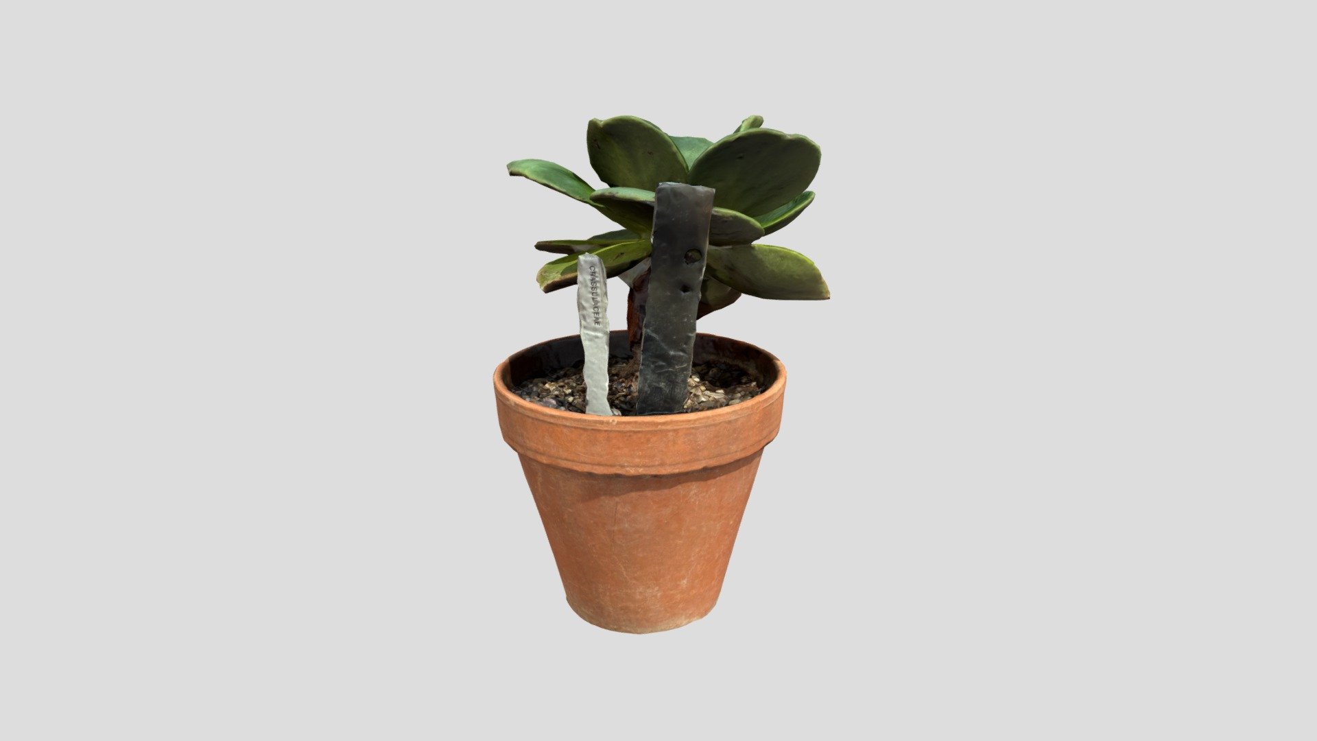 Plant in pot, Noble Aeonium - 3D model by CaitlynCary1 [9d34231 ...