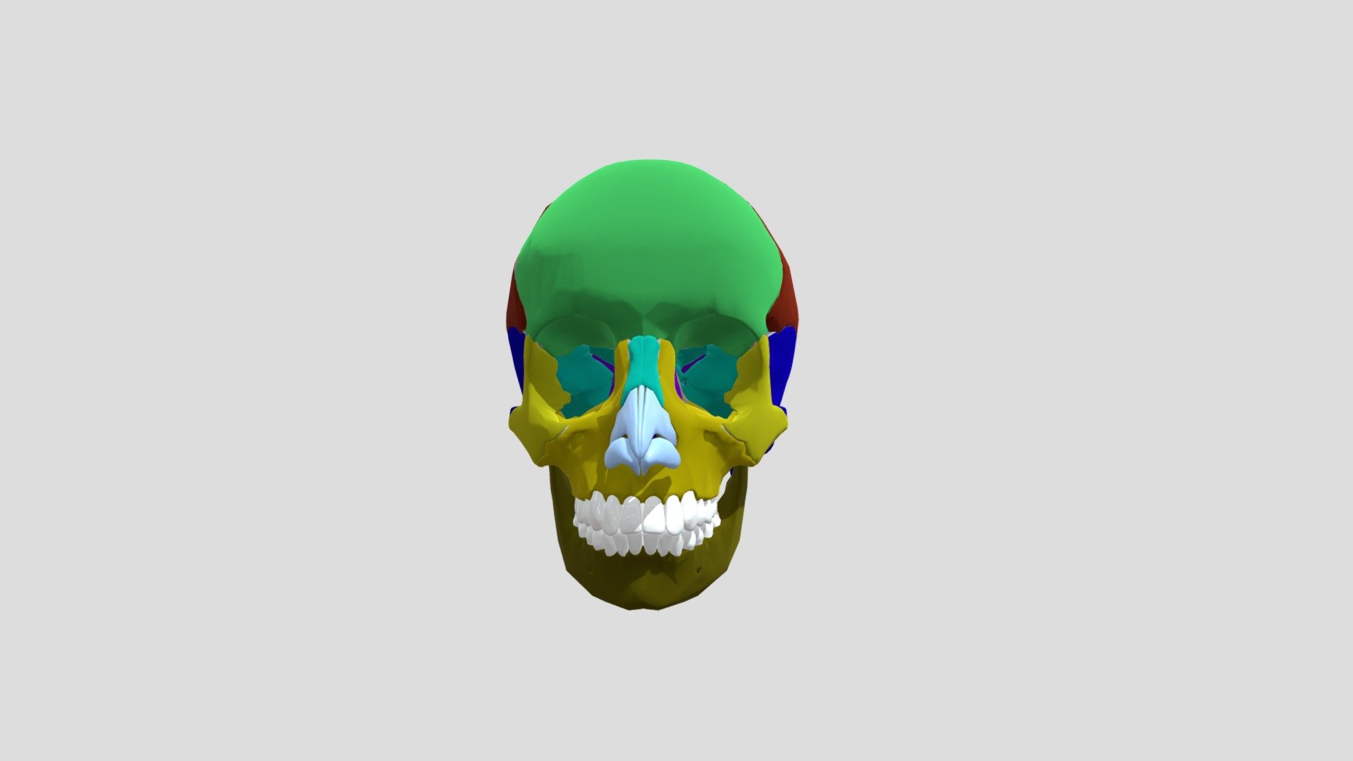 Cranium - 3D model by 3D Neurosurgery (@3dneurosurgery) [9d36206 ...