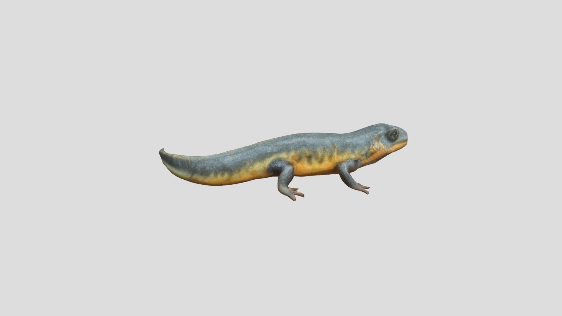 alpine newt - 3D model by faerbogdan99 [9d37384] - Sketchfab