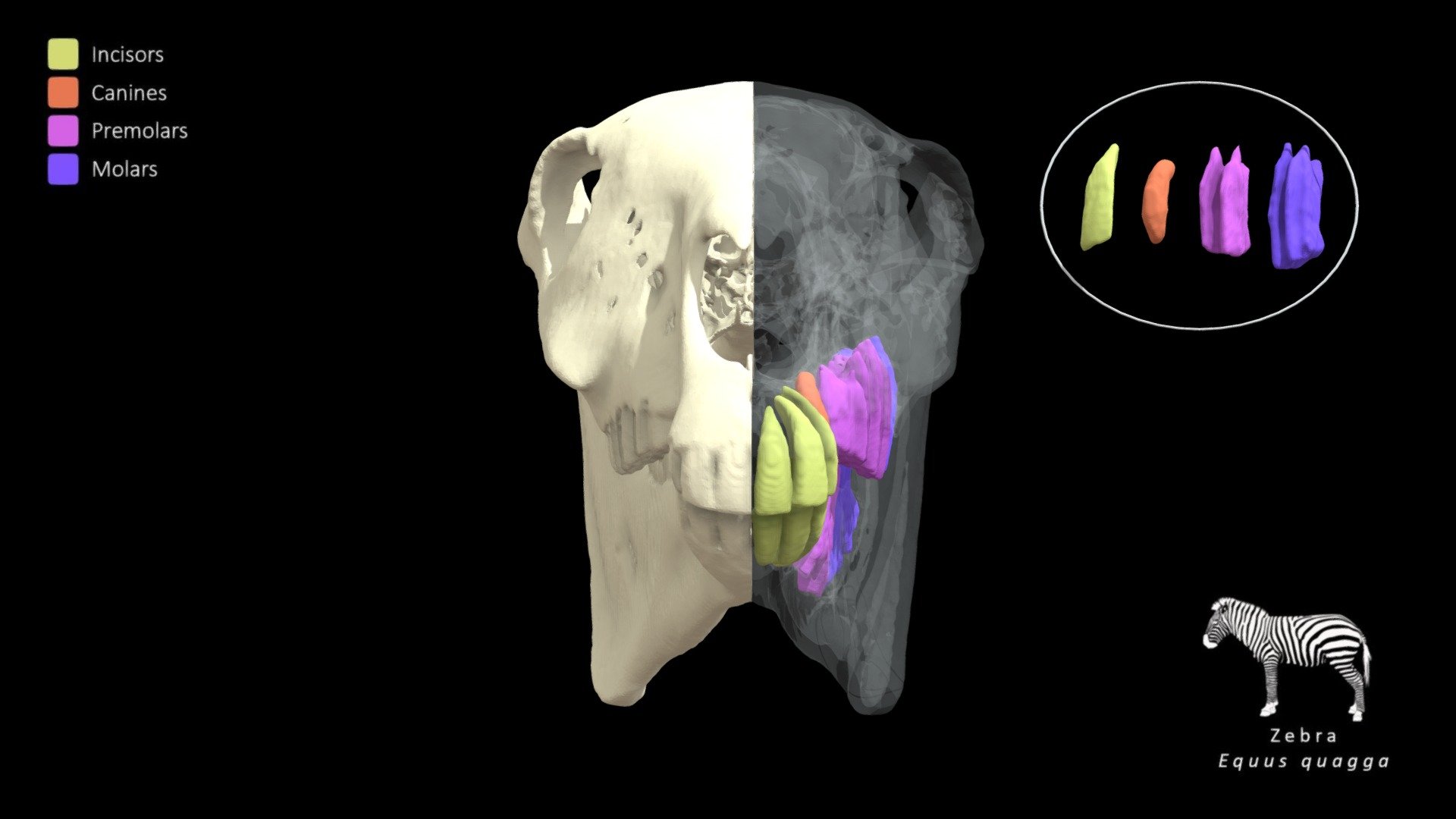Zebra Dentition - 3D model by Blackburn Lab (@ufherps) [9d39df9 ...