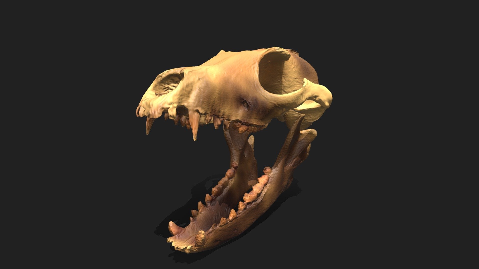 AnimalSkull (Anatomy - 3D model by Asheesh Awasthy (@asheeshawasthy0802 ...