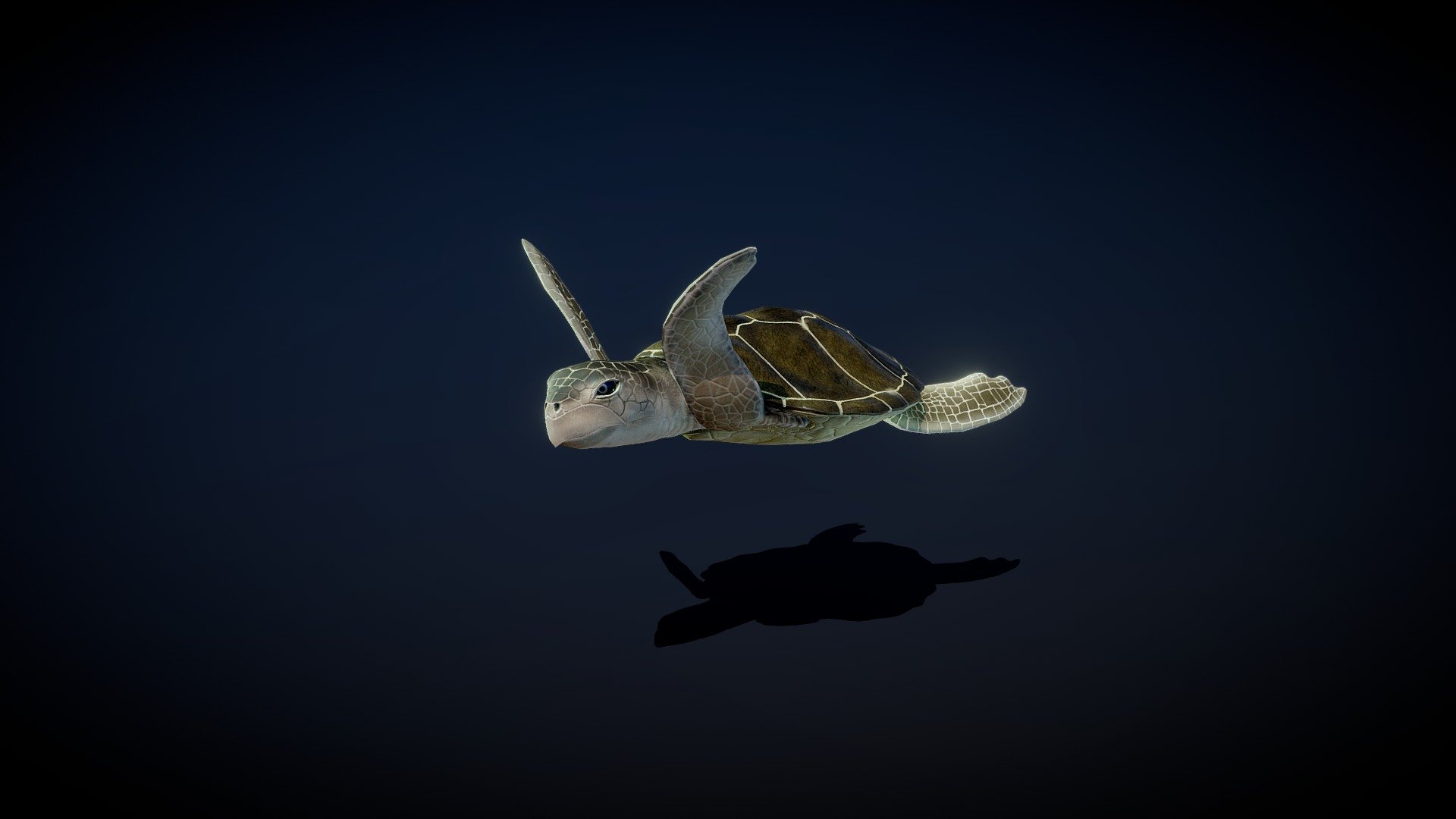 Green Sea Turtle - Buy Royalty Free 3D model by JER3D (@jeremygo ...