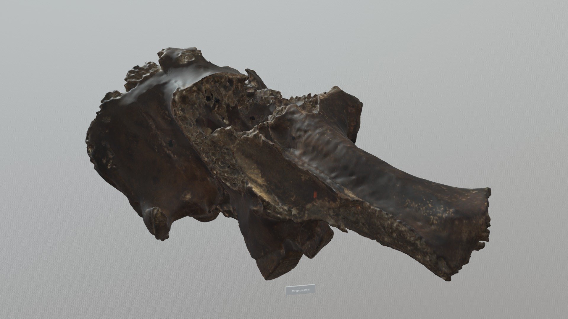 Randolph Mammoth Skull (VCU_3D_3629) - Download Free 3D model by ...