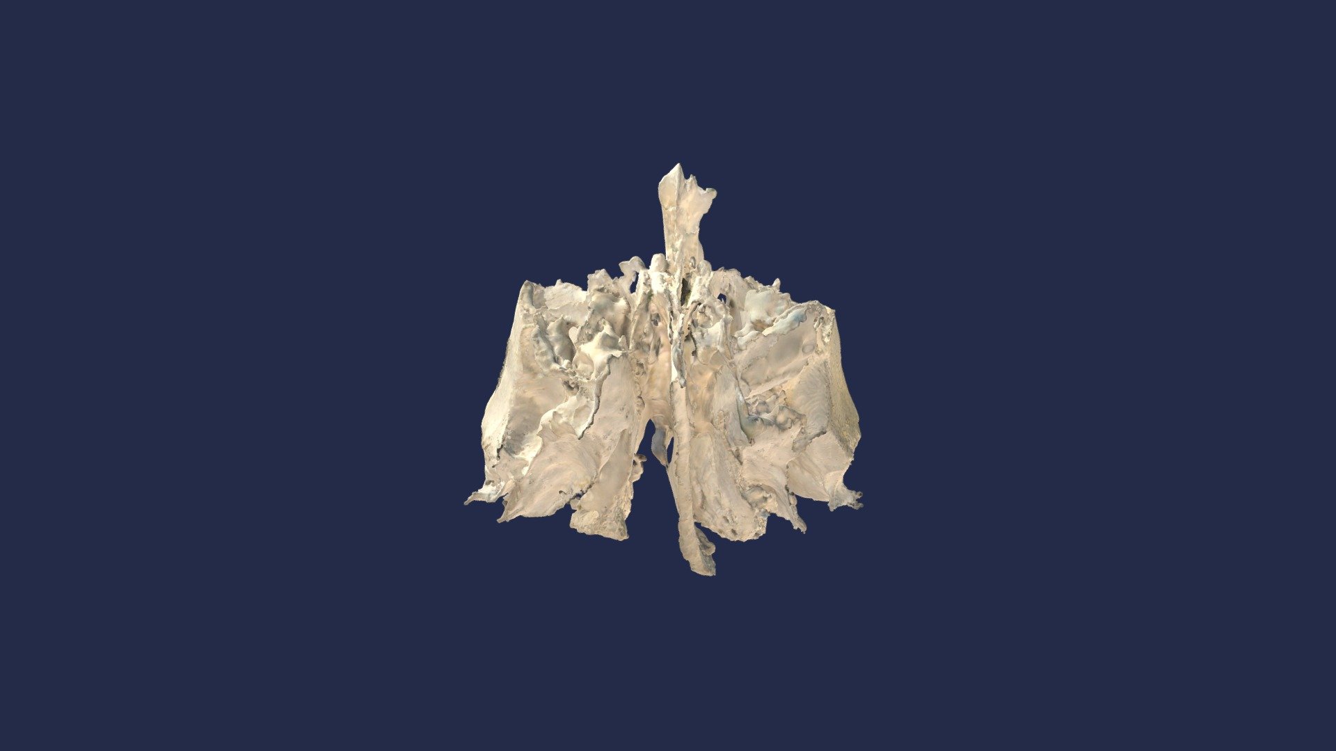 Os Ethmoidale/ Siebbein/ Ethmoidal bone - 3D model by Institute of ...