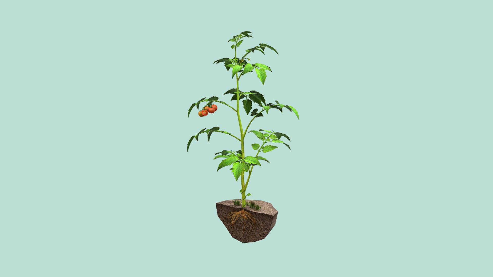 Plants and their parts - 3D model by Assemblr EDU (@assemblr) [9d4e59c ...