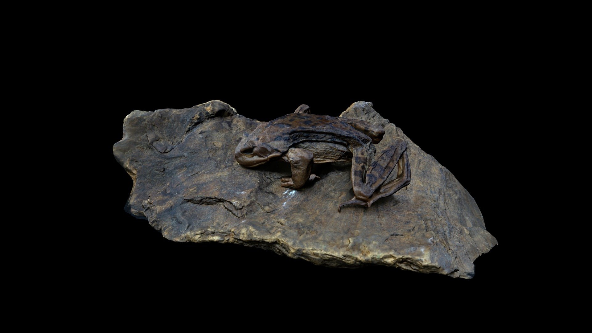 Rana temporaria - Download Free 3D model by 3DVirtualHerp (@Amfibis ...