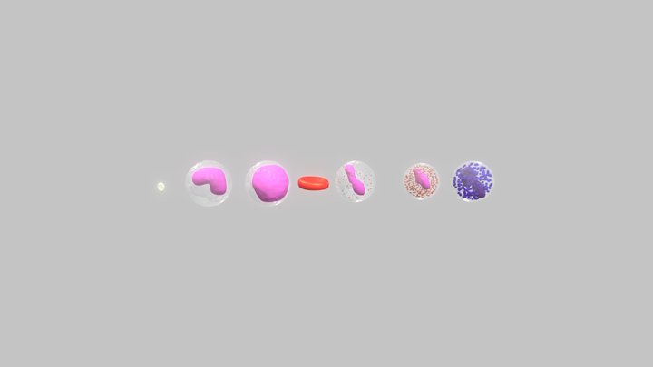 Platelet 3D models - Sketchfab