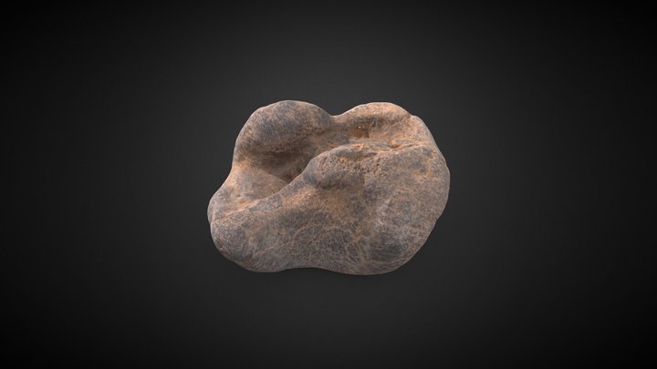 Fossil 3D models - Sketchfab