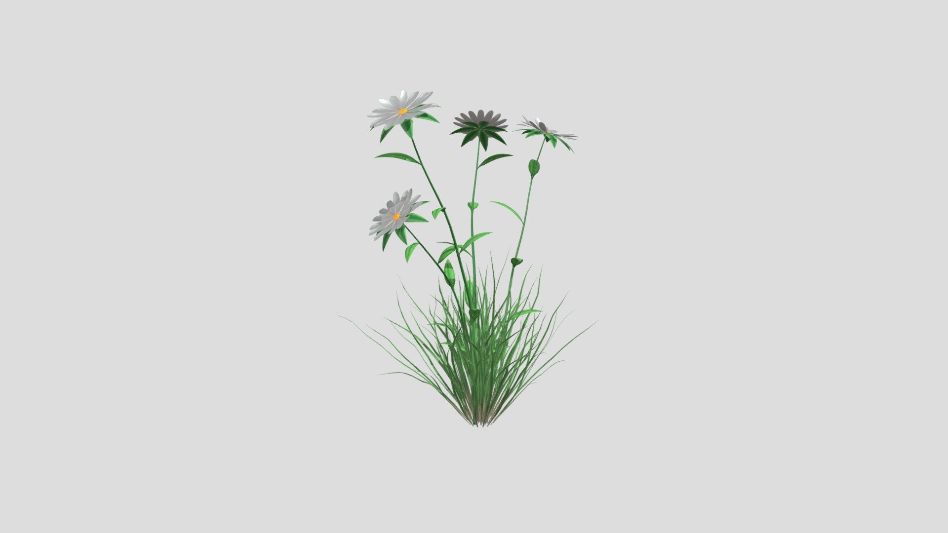 white-flower - 3D model by safitriauliandani [9d5d339] - Sketchfab