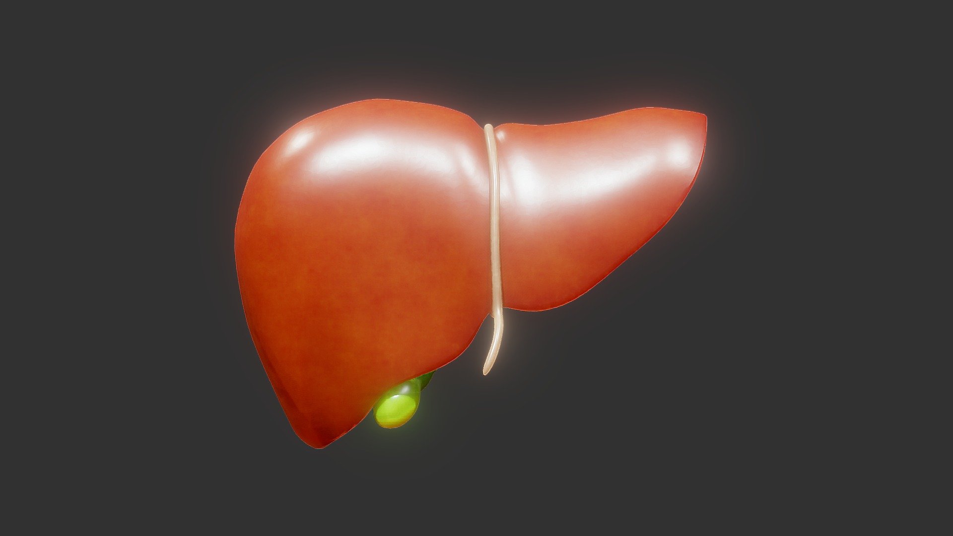 LIVER - Buy Royalty Free 3D model by zames1992 [9d5d7da] - Sketchfab Store