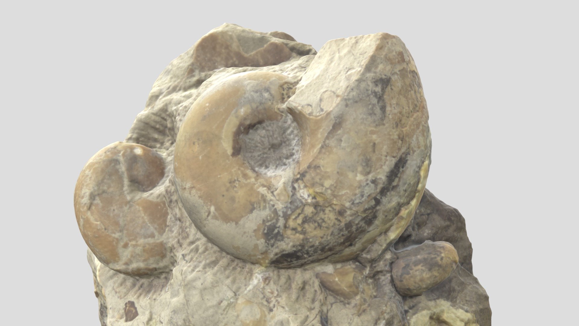 アンモナイト ; Tetragonites glabrus - 3D model by D. Uehara (@duehara ...