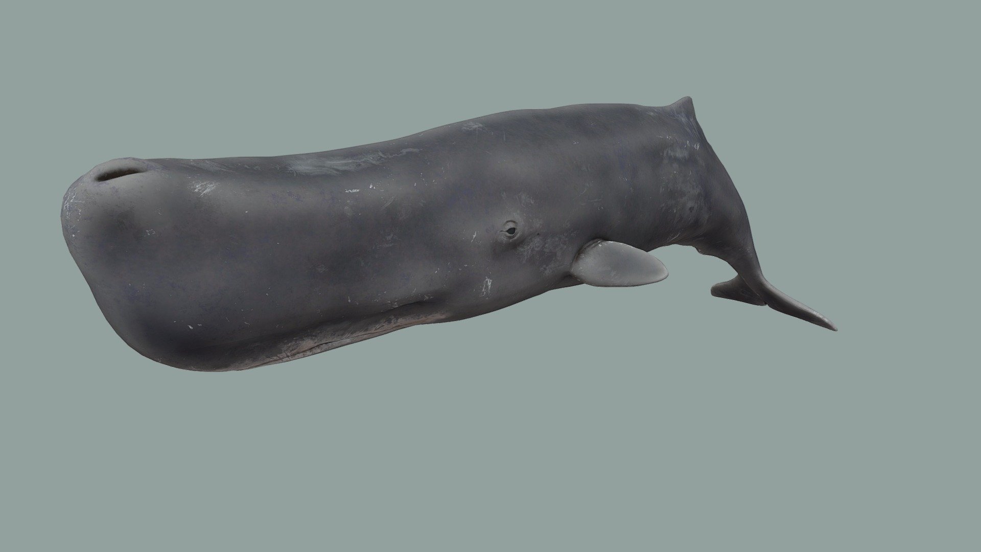 Sperm whale - Download Free 3D model by CARI'MAM (@CARIMAM) [9d62dd9 ...