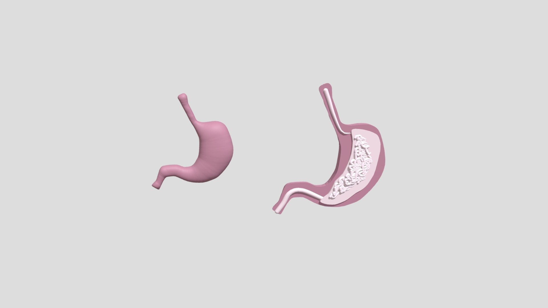 Stomach Inside - Download Free 3D model by Naveera Zafar ...