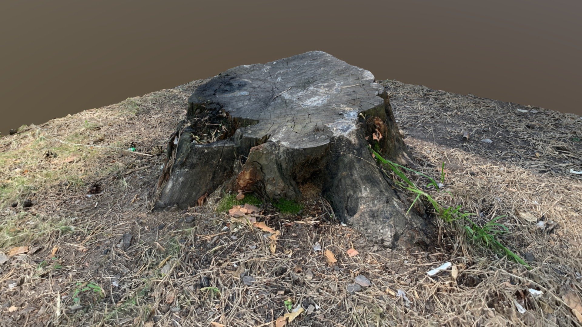 Tree stump - Download Free 3D model by umcherrel [9d675aa] - Sketchfab