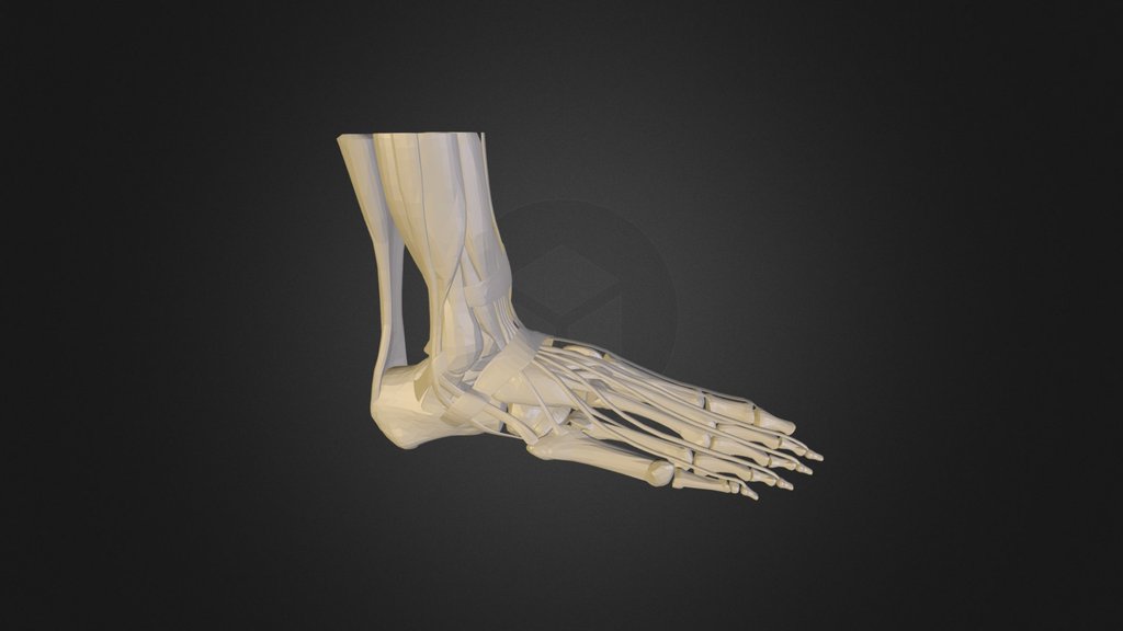 anatomy - A 3D model collection by ORoman - Sketchfab