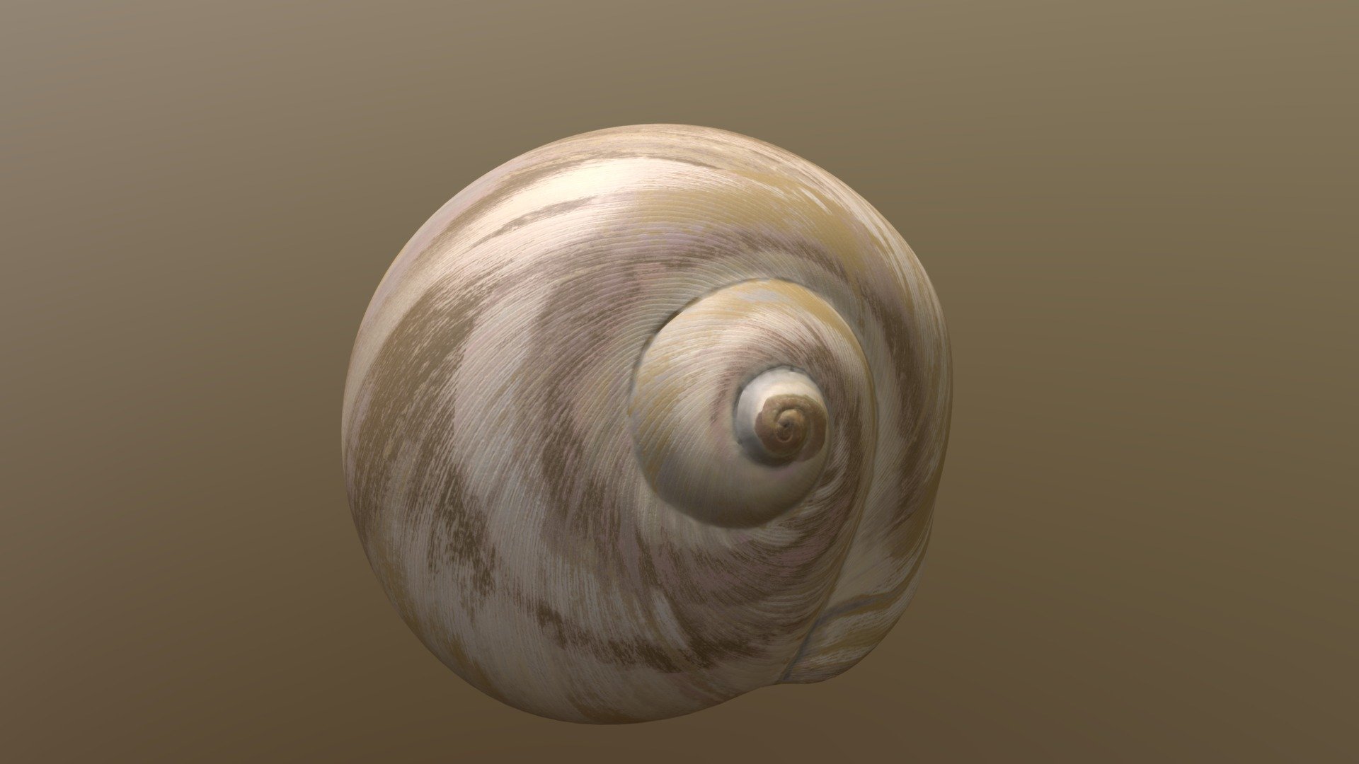 Question 2E Polinices - 3D model by Systematic Paleontology Missouri S ...