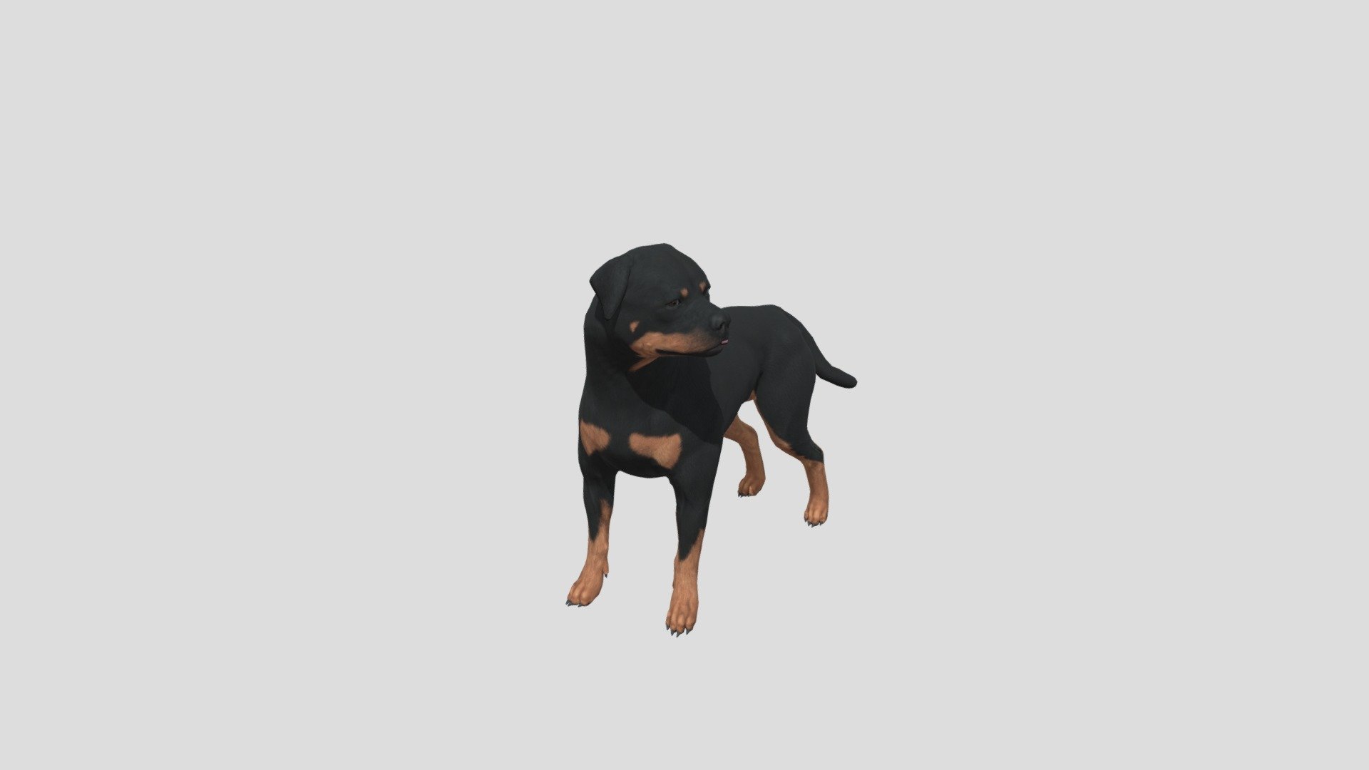 Rottweiler - Buy Royalty Free 3D model by Phil3D (@philosophie ...