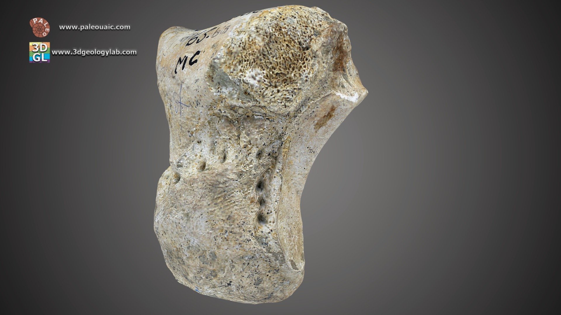 Aceratherium incisivum - 3D model by 3D Geology Laboratory ...