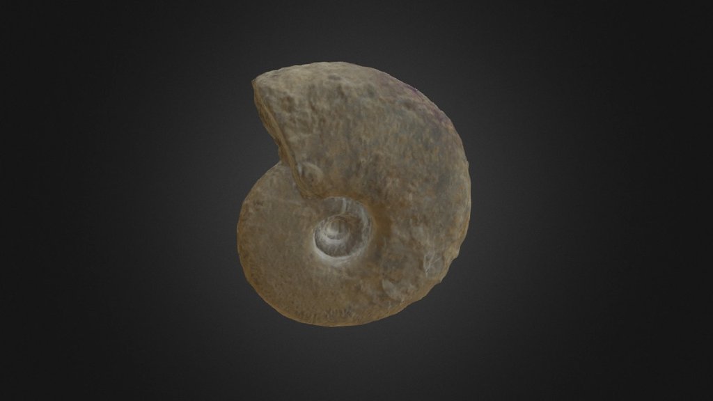 Cyrtoclymenia Sp - 3D model by timastrop [9d72113] - Sketchfab