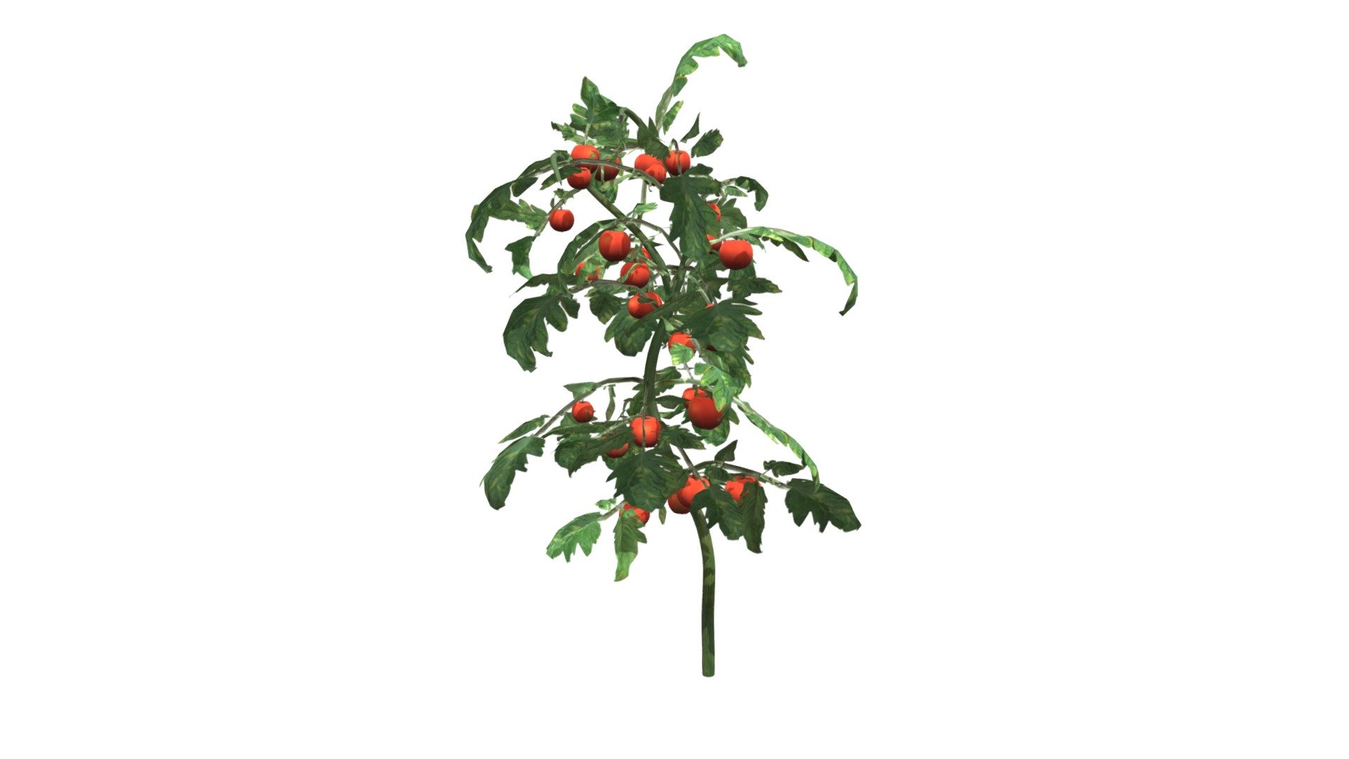 Tomato Plant #08 - Buy Royalty Free 3D model by meshshape [9d72e2f ...