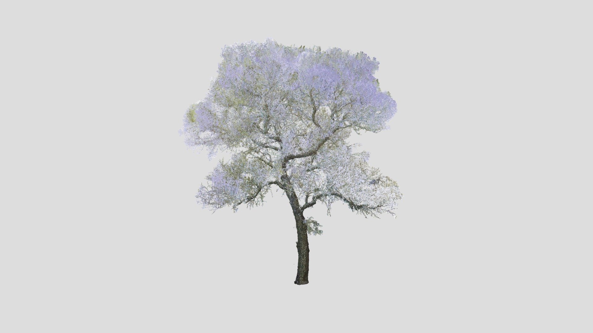 Tree Point Cloud - Buy Royalty Free 3D model by magnum_opus (@tree ...