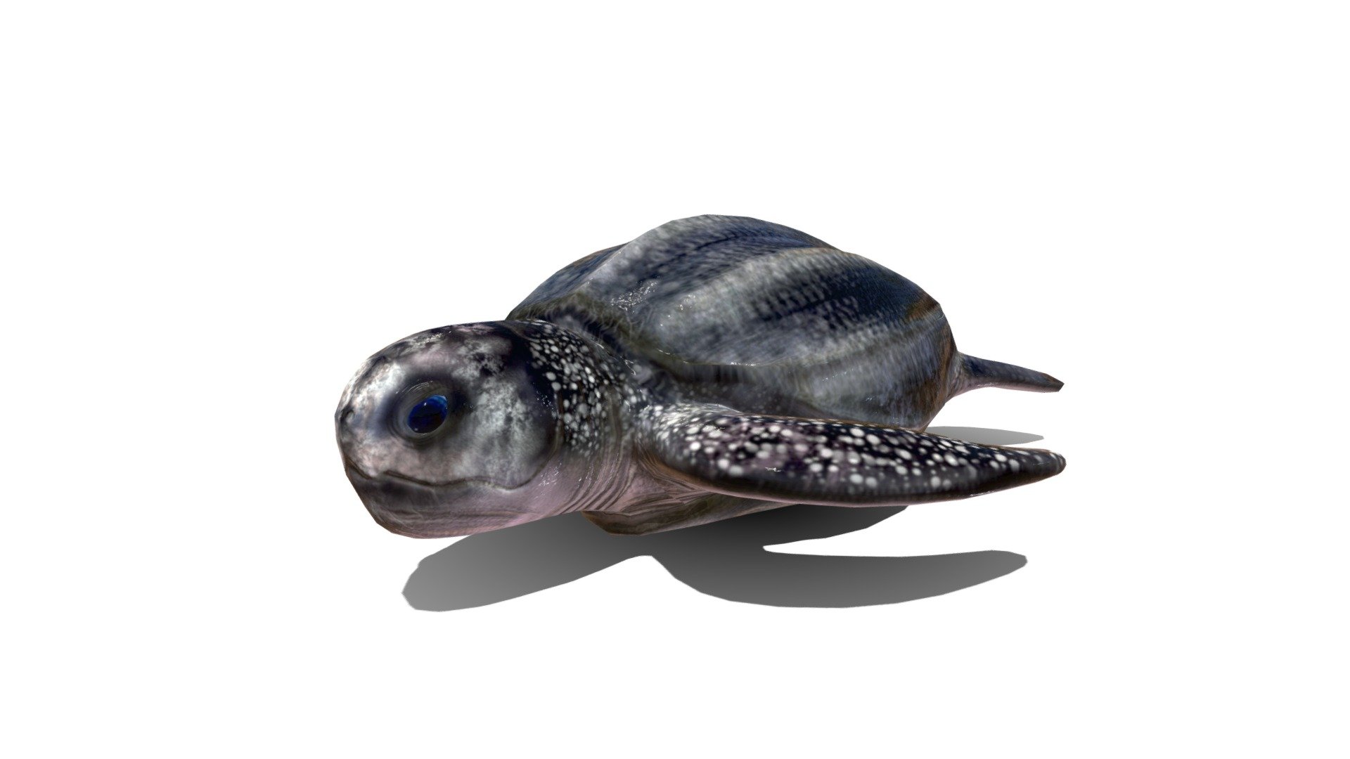 Leatherback Sea Turtle - 3D model by artisan3dventures [9d7d83b ...