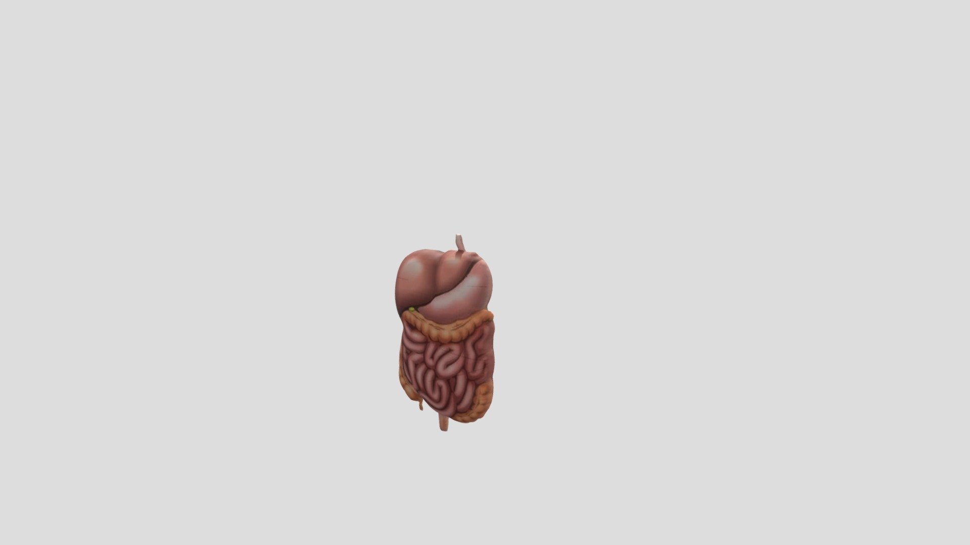 Organ Manusia - Download Free 3D model by Henri Prasetyo ...