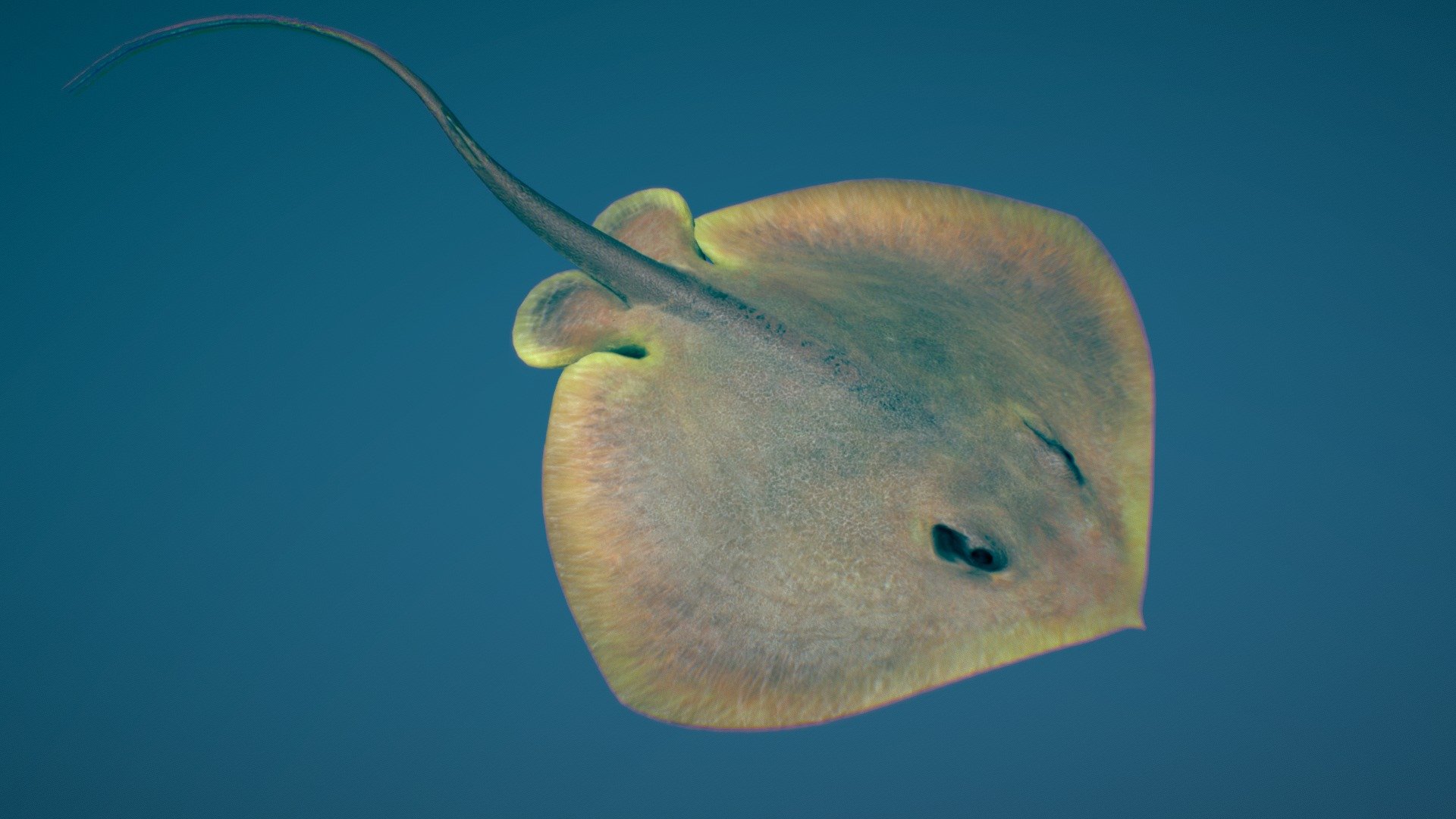 Red Stingray - Buy Royalty Free 3D model by Nestaeric [9d7e7f3 ...