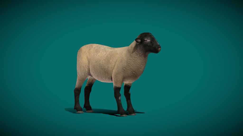 animal - A 3D model collection by xiaohe2320 - Sketchfab