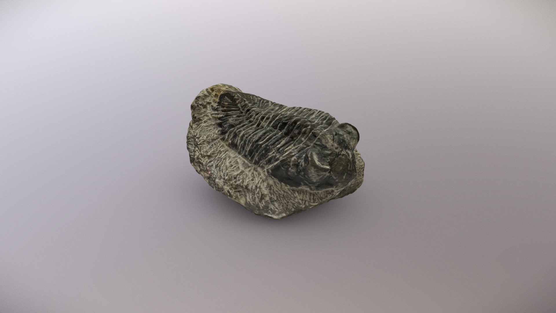 Fossil Scan - Download Free 3D model by Milkislegit [9d88ab0] - Sketchfab