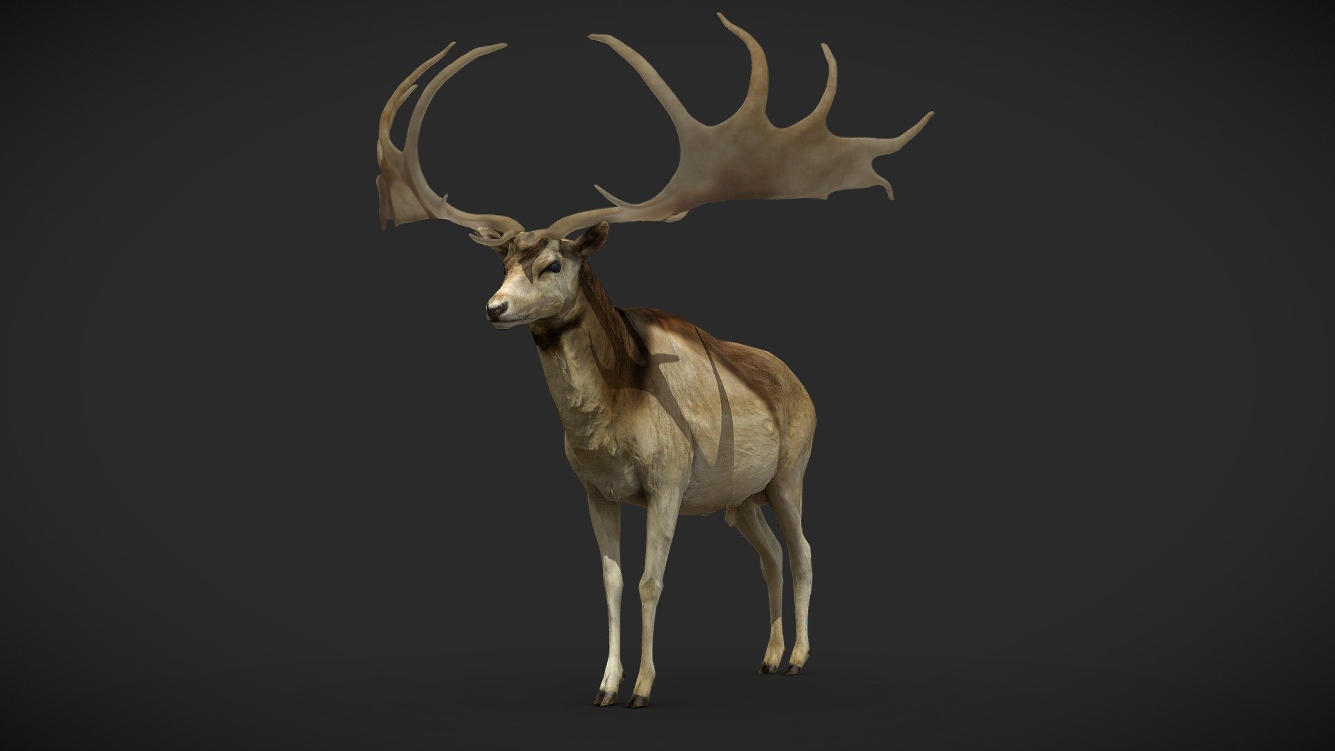 Megaloceros giganteus - Buy Royalty Free 3D model by Iofry [9d8e98b ...
