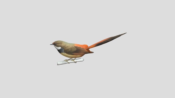 Burung 3D models - Sketchfab
