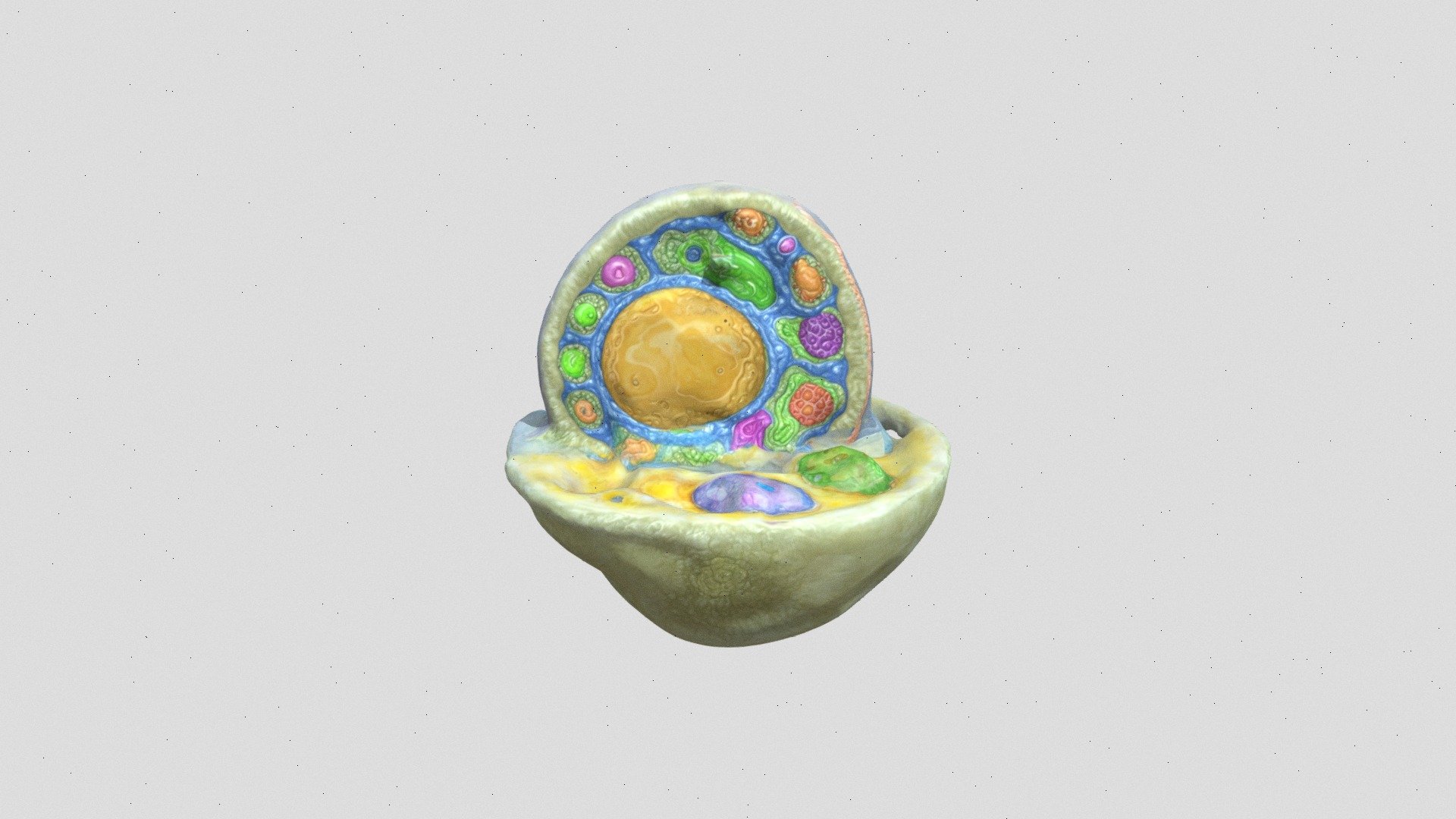 Célula Animal - 3D model by mayito79 [9d99229] - Sketchfab