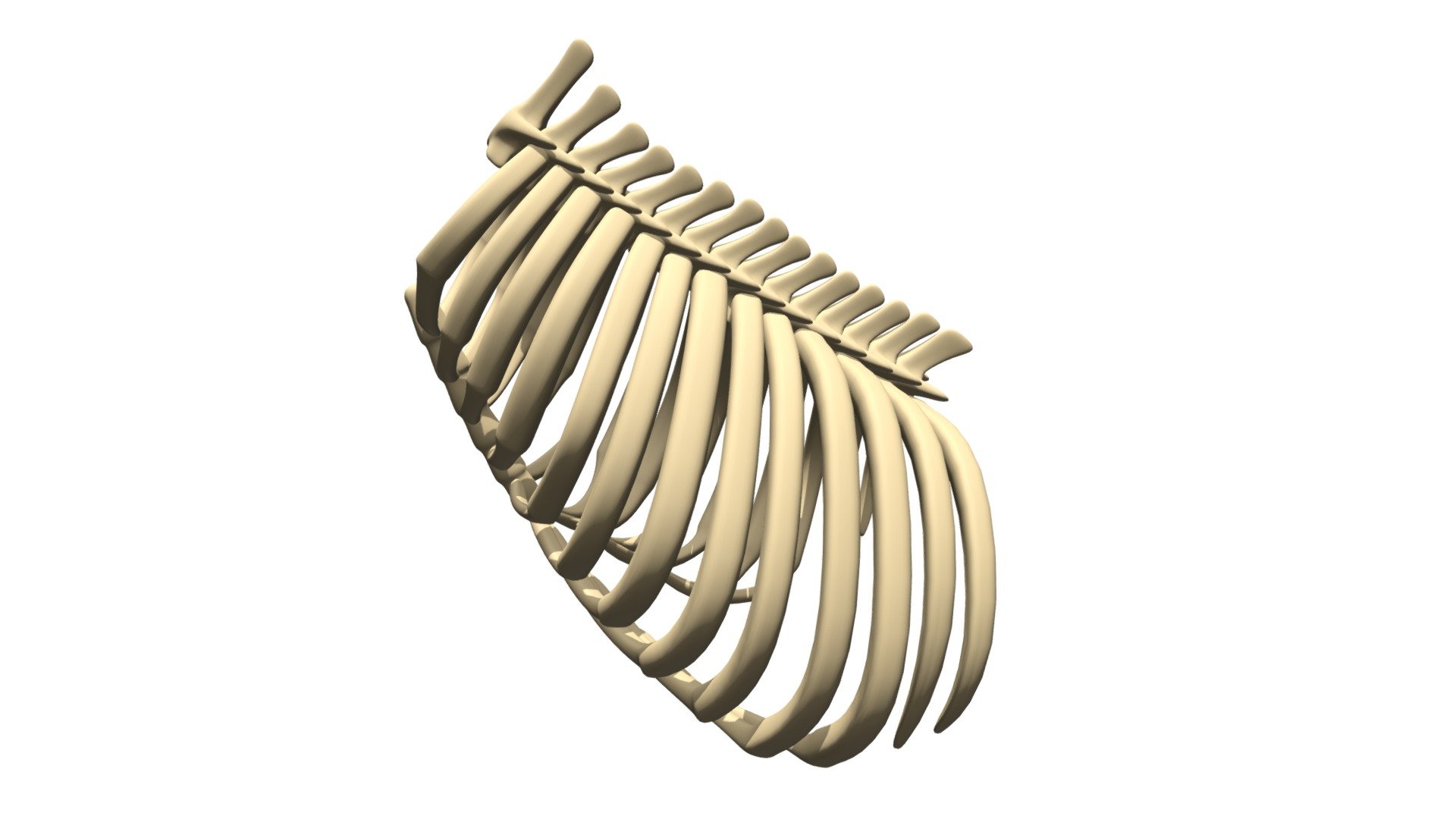 Animal Rib Cage - Buy Royalty Free 3D model by 3DHorse [9d99765 ...