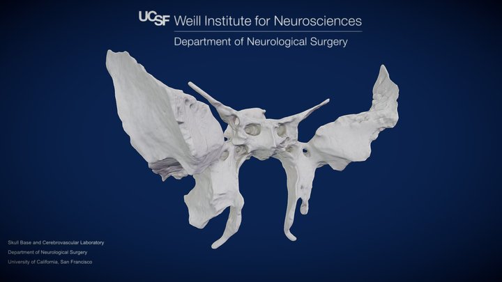 Sphenoid 3D models - Sketchfab