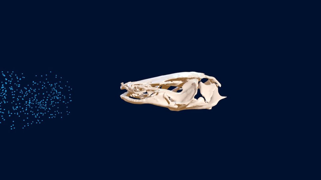 Catfish Suction Feeding - 3D model by seminarsonscience [9da26f0 ...