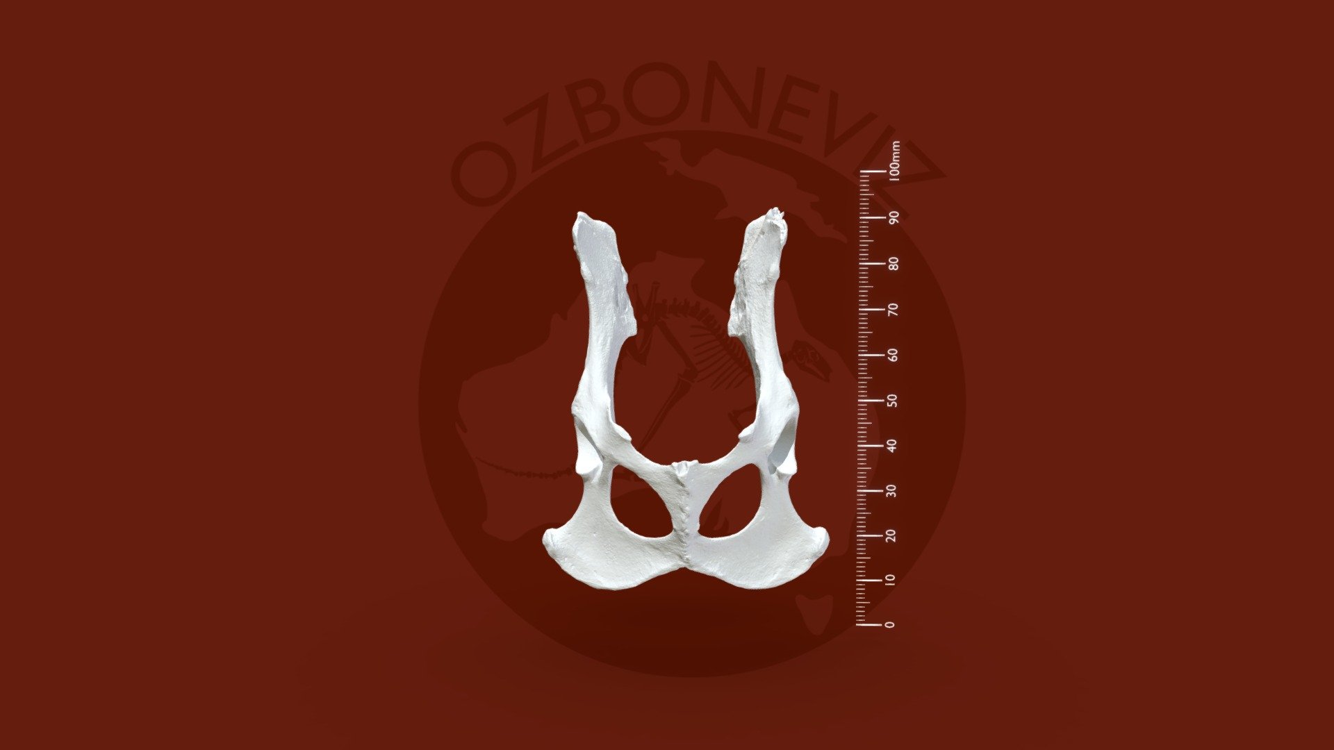 Red fox pelvis - 3D model by Ozboneviz [9da53f0] - Sketchfab