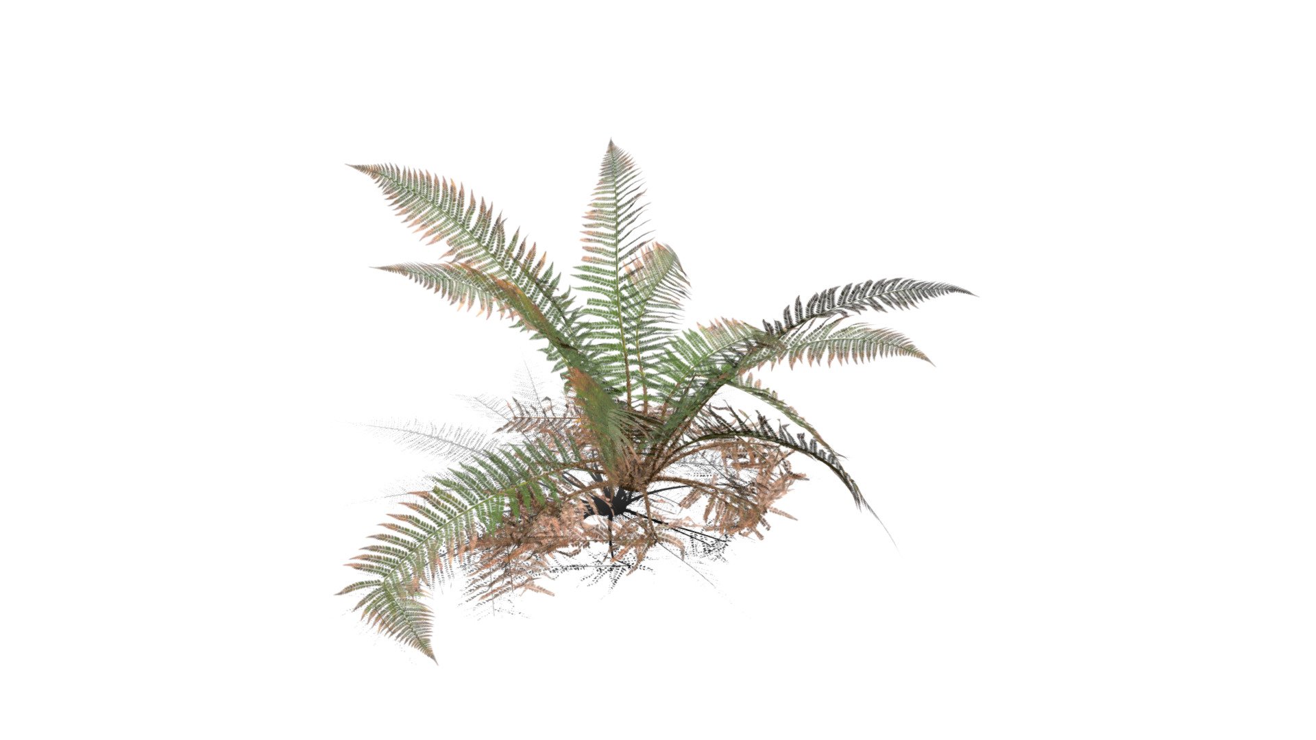 Realistic HD Male fern (20/50) - Buy Royalty Free 3D model by ...