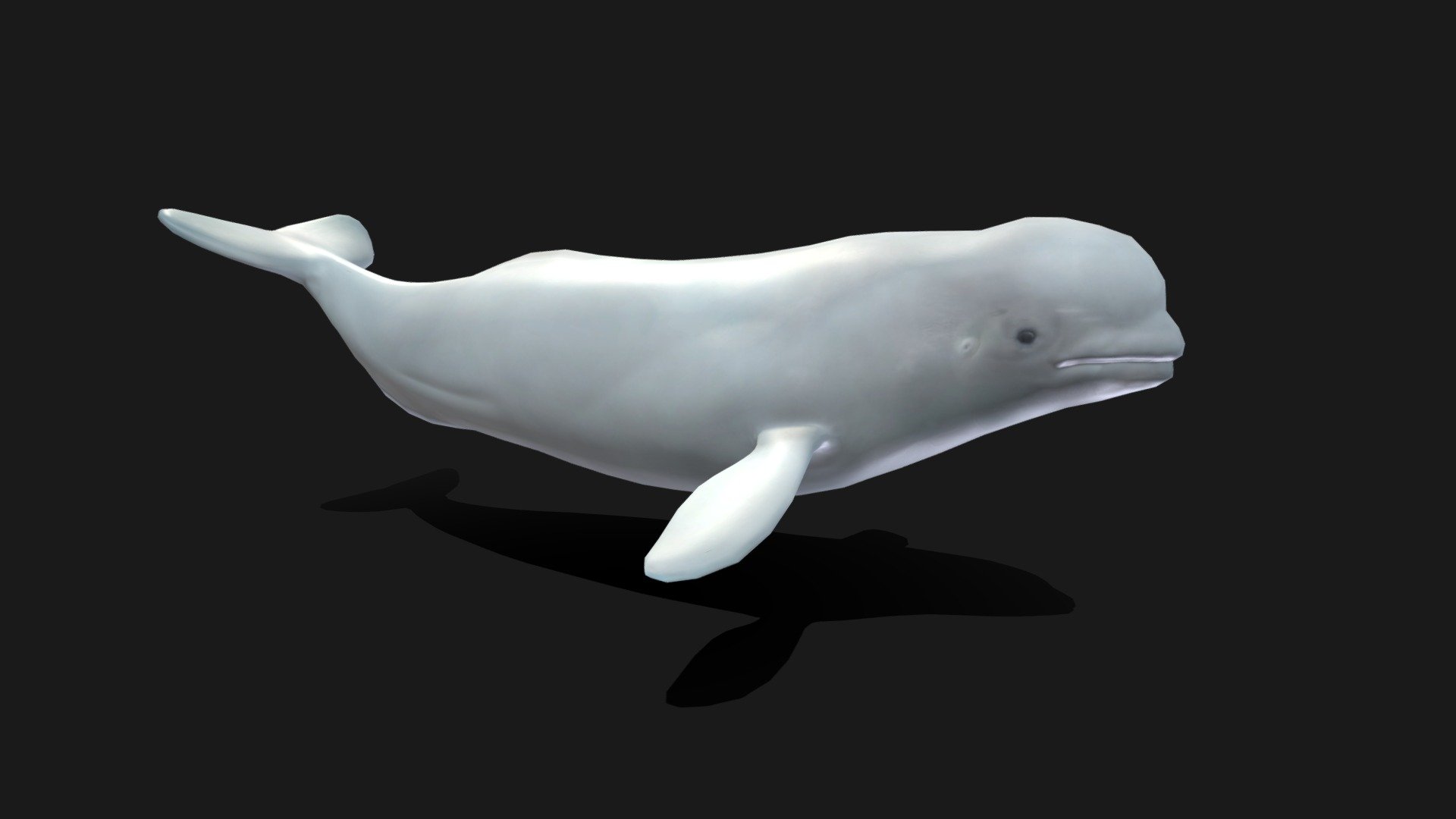 Beluga Whale Low Poly Animated - Buy Royalty Free 3D model by 3D-IDI ...